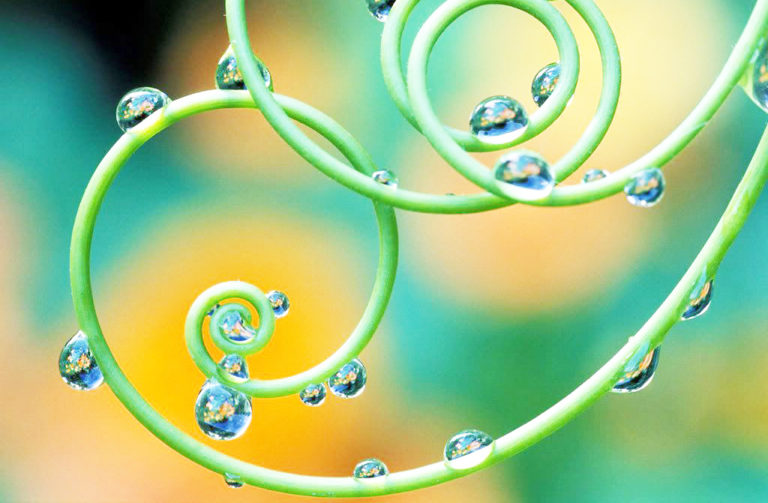 FAQ – Ortho-Bionomy