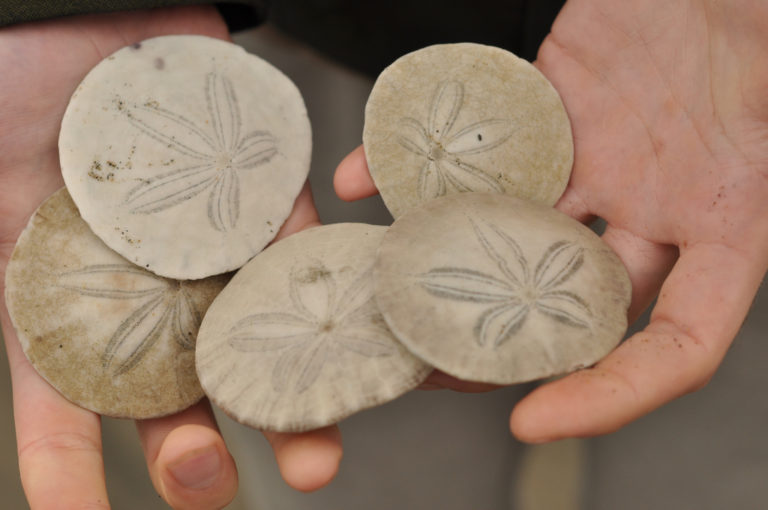 Why the Sand Dollar? – Ortho-Bionomy